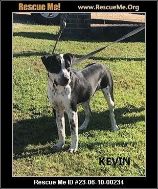 - Georgia Border Collie Rescue - ADOPTIONS - Rescue Me!