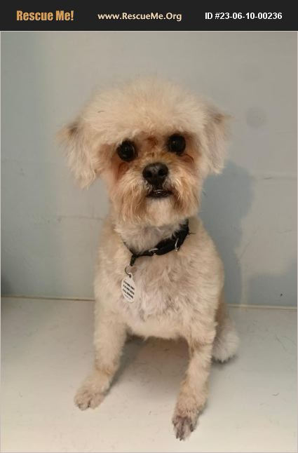 ADOPT 23061000236 ~ Maltese Rescue ~ Los Angeles, CA