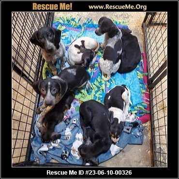 - Iowa Dog Rescue - ADOPTIONS - Rescue Me!