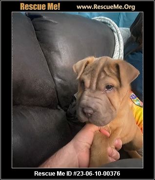 - Iowa Dog Rescue - ADOPTIONS - Rescue Me!