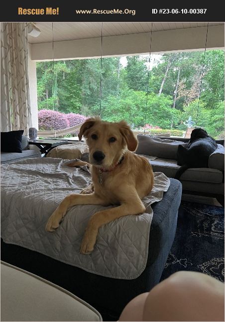 ADOPT 23061000387 ~ Golden Retriever Rescue ~ Magnolia, TX