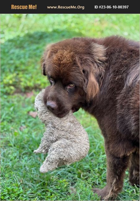 ADOPT 23061000397 ~ Newfoundland Rescue ~ Martinsville, OH