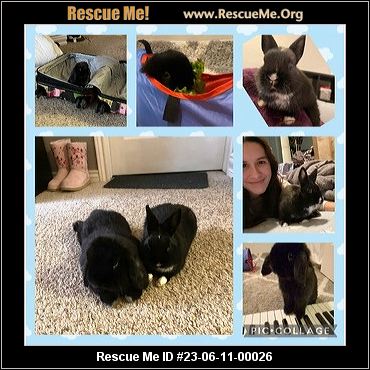 - California Rabbit Rescue - ADOPTIONS - Rescue Me!