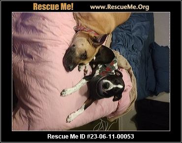 - Louisiana Dog Rescue - ADOPTIONS - Rescue Me!