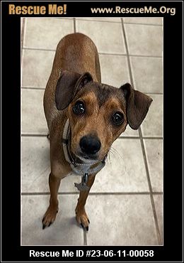 - Florida Miniature Pinscher Rescue - ADOPTIONS - Rescue Me!