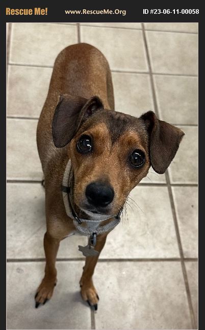 ADOPT 23061100058 ~ Miniature Pinscher Rescue ~ Titusville, FL