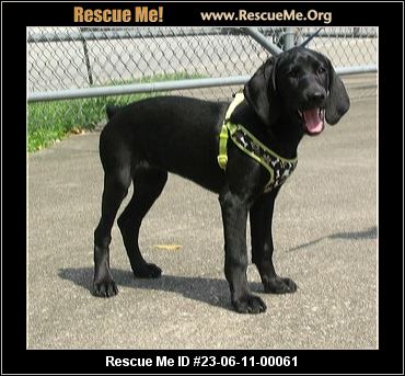 - Kentucky Dog Rescue - ADOPTIONS - Rescue Me!