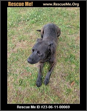 - Kentucky Dog Rescue - ADOPTIONS - Rescue Me!