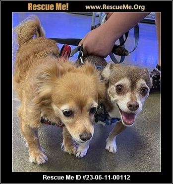 - Arizona Pomeranian Rescue - ADOPTIONS - Rescue Me!