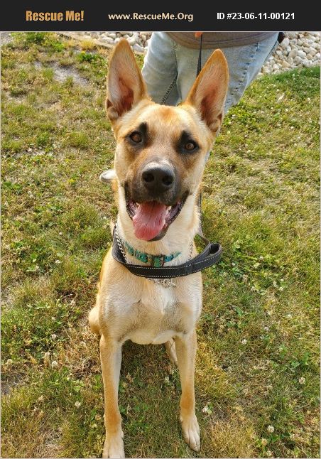 ADOPT 23061100121 ~ German Shepherd Rescue ~ St. Clairsville, OH
