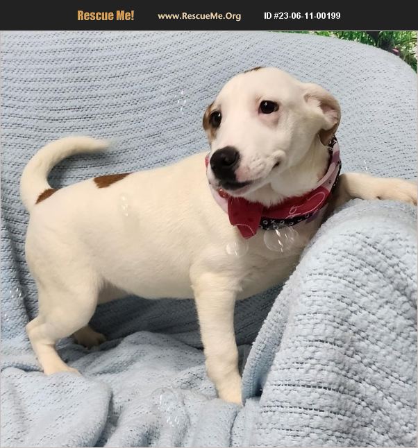 ADOPT 23061100199 ~ Jack Russell Rescue ~ Vermont