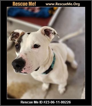 - Oregon Dog Rescue - ADOPTIONS - Rescue Me!