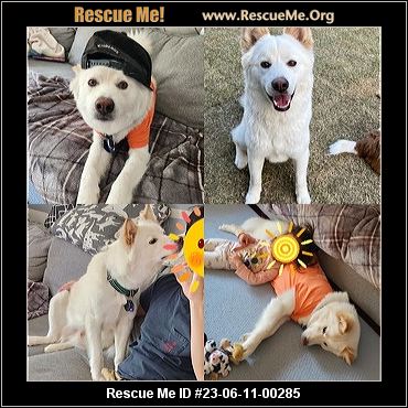 - New York Dog Rescue - ADOPTIONS - Rescue Me!