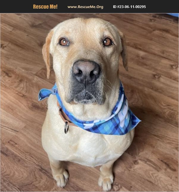 ADOPT 23061100295 ~ Lab Rescue ~ Vermont
