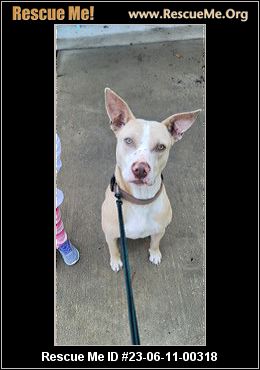 - Texas Pit Bull Rescue - ADOPTIONS - Rescue Me!