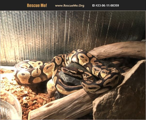 ADOPT 23061100359 ~ Reptile/Amphibian Rescue ~ cleveland, OH