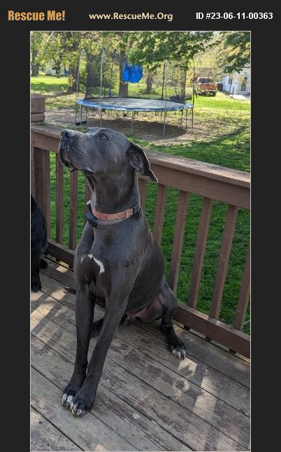 ADOPT 23061100363 ~ Great Dane Rescue ~ Wooster, OH
