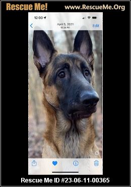 - Virginia German Shepherd Rescue - ADOPTIONS - Rescue Me!