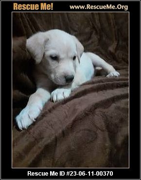 - Arizona Lab Rescue - ADOPTIONS - Rescue Me!