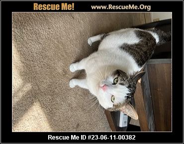 - Wisconsin Cat Rescue - ADOPTIONS - Rescue Me!