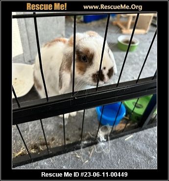 - California Rabbit Rescue - ADOPTIONS - Rescue Me!
