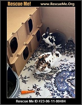 - Texas Rabbit Rescue - ADOPTIONS - Rescue Me!