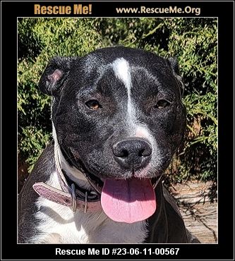 - New Mexico Dog Rescue - ADOPTIONS - Rescue Me!