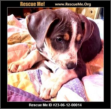 - Oregon Dog Rescue - ADOPTIONS - Rescue Me!