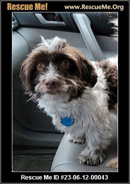 - Minnesota Dog Rescue - ADOPTIONS - Rescue Me!