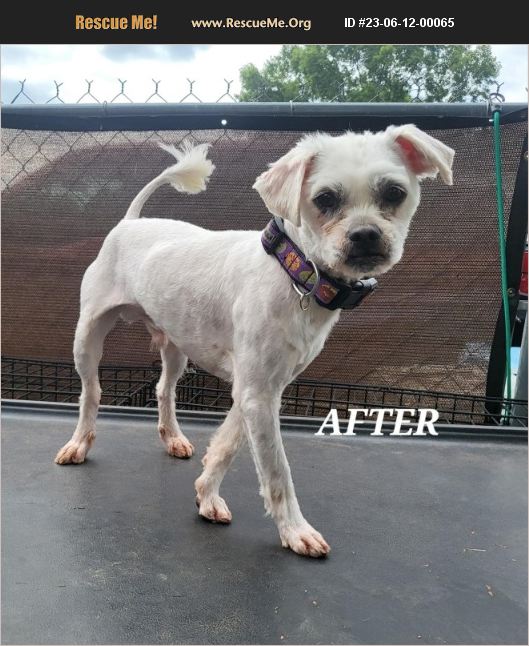 ADOPT 23061200065 ~ Maltese Rescue ~ Sophia, NC