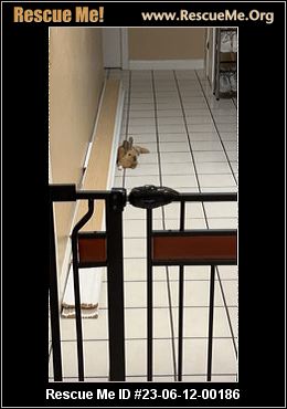 - California Rabbit Rescue - ADOPTIONS - Rescue Me!