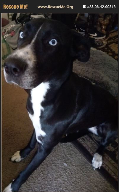 ADOPT 23061200318 ~ Great Dane Rescue ~ Reno, NV