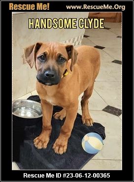 - Oklahoma Dog Rescue - ADOPTIONS - Rescue Me!