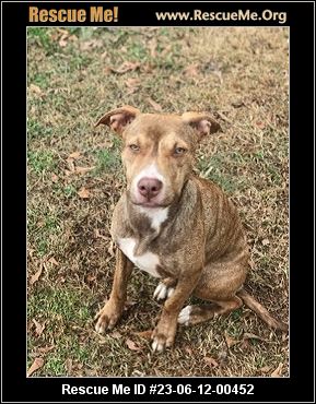 - South Carolina Dog Rescue - ADOPTIONS - Rescue Me!