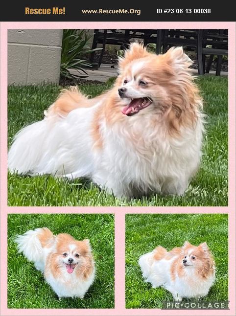 ADOPT 23061300038 ~ Pomeranian Rescue ~ Galloway, OH