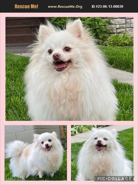 ADOPT 23061300039 ~ Pomeranian Rescue ~ Galloway, OH