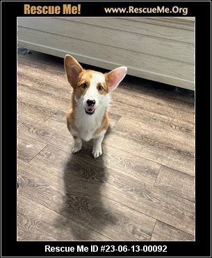 - Georgia Corgi Rescue - ADOPTIONS - Rescue Me!
