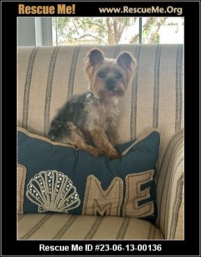- Florida Yorkie Rescue - ADOPTIONS - Rescue Me!