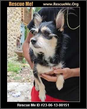 - Florida Miniature Pinscher Rescue - ADOPTIONS - Rescue Me!