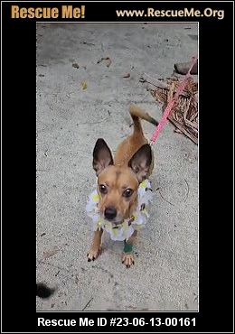 - Florida Miniature Pinscher Rescue - ADOPTIONS - Rescue Me!