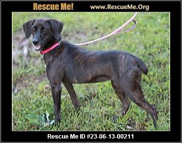 - Tennessee Mountain Cur Rescue - ADOPTIONS - Rescue Me!