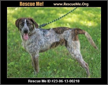 - Tennessee Mountain Cur Rescue - ADOPTIONS - Rescue Me!