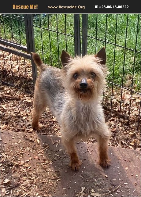 ADOPT 23061300222 ~ Silky Terrier Rescue ~ Miami, OK