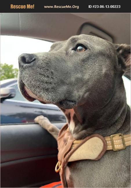 ADOPT 23061300223 ~ American Bulldog Rescue ~ Richmond, VA