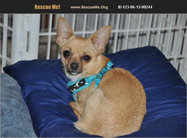 ADOPT 23061300244 ~ Chihuahua Rescue ~ Newbury, OH