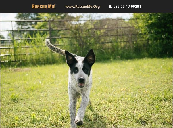 ADOPT 23061300281 ~ Australian Cattle Dog Rescue ~ Springfield, MO