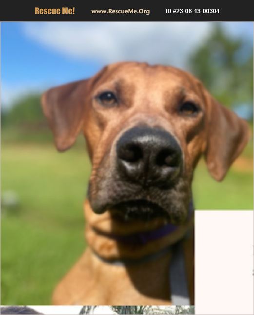 ADOPT 23061300304 ~ Rhodesian Ridgeback Rescue ~ DAVIE, FL