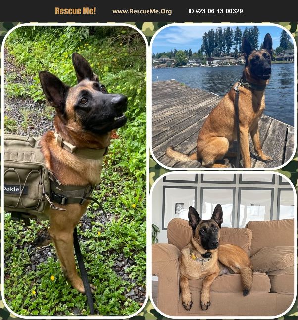 ADOPT 23061300329 ~ Belgian Malinois Rescue ~ Auburn, WA