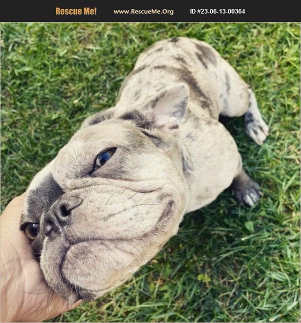 ADOPT 23061300364 ~ French Bulldog Rescue ~ las vegas, NV