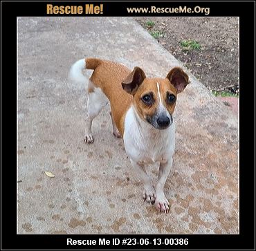 - Texas Jack Russell Rescue - ADOPTIONS - Rescue Me!